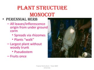 Musaceae family | PPT
