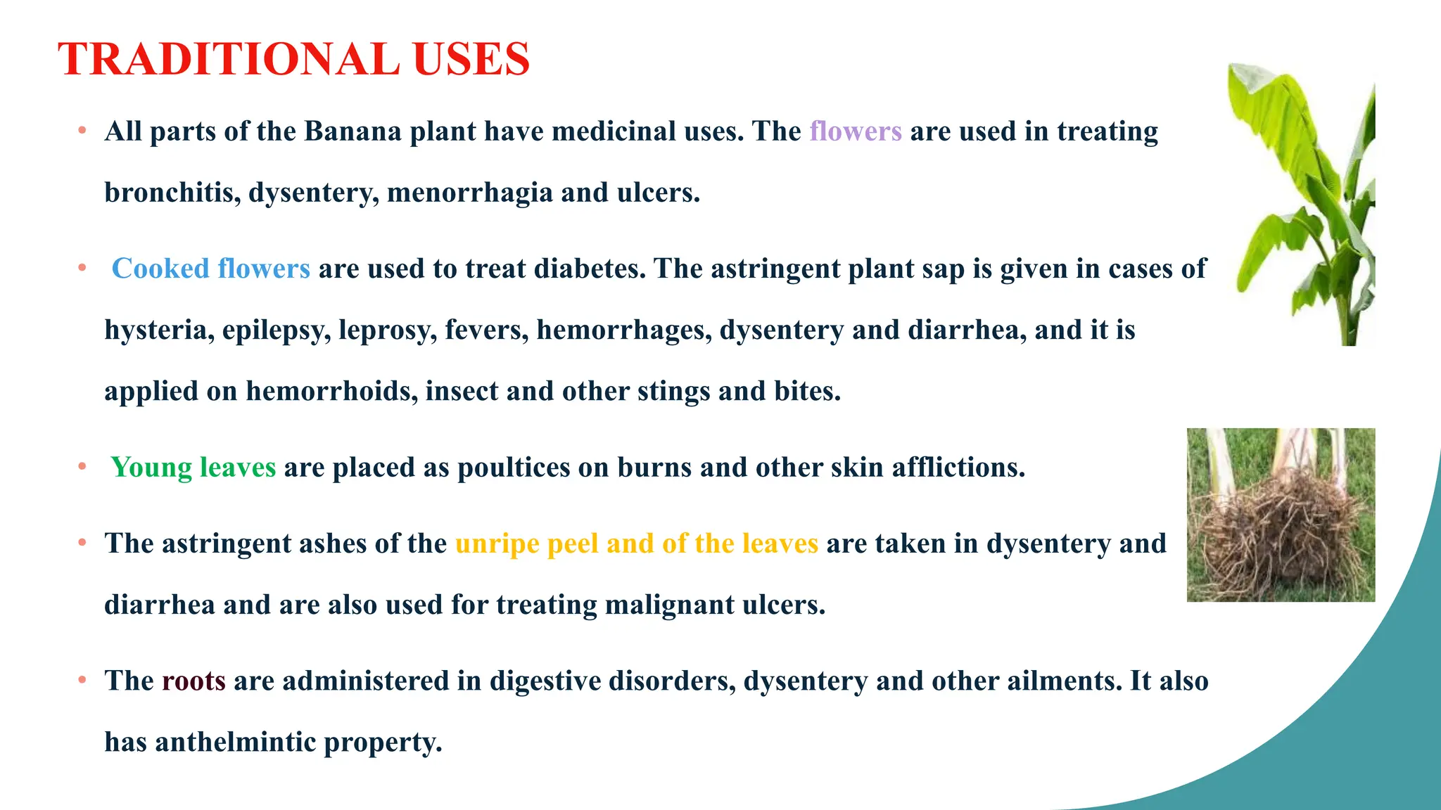 MEDICINAL PLANTS- Eg.MUSA PARADIASCA.pptx