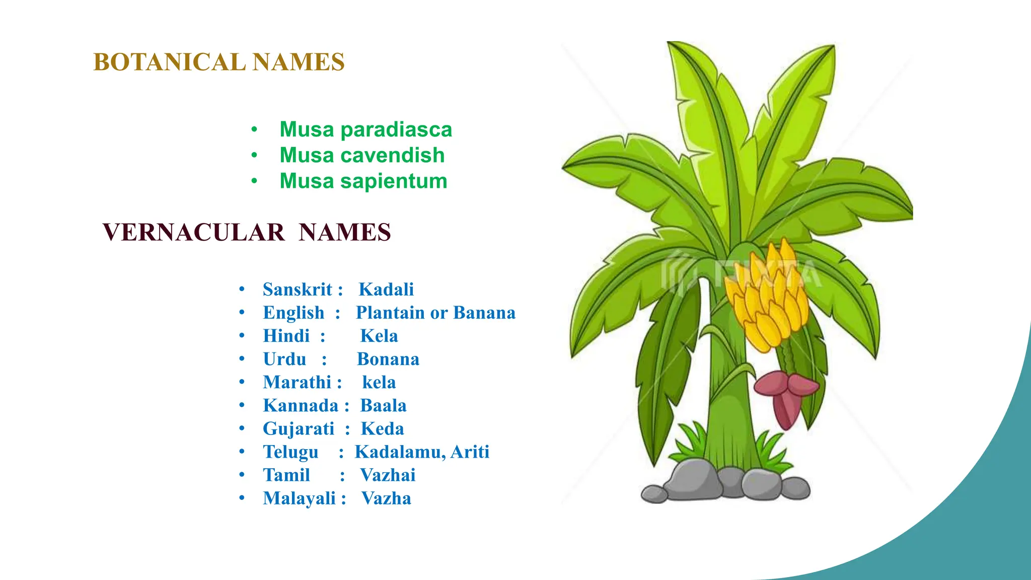 MEDICINAL PLANTS- Eg.MUSA PARADIASCA.pptx