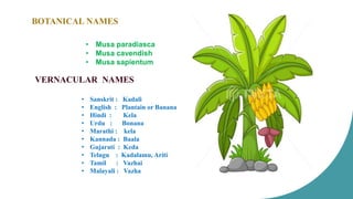MEDICINAL PLANTS- Eg.MUSA PARADIASCA.pptx