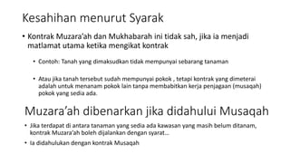 Musaqah | PPTX