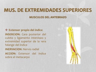 Músculos de extremidades superiores | PPTX
