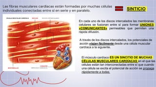 MUSCULO. CARDIACO EL CORAZON COMO BOMBA.pptx