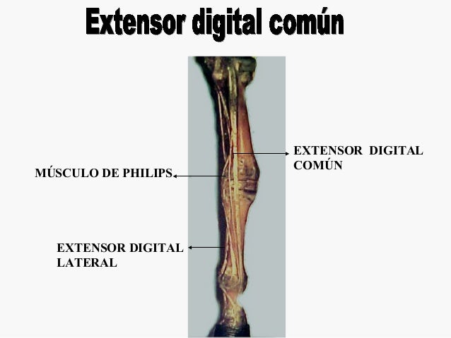 Musc. miembro toraxico