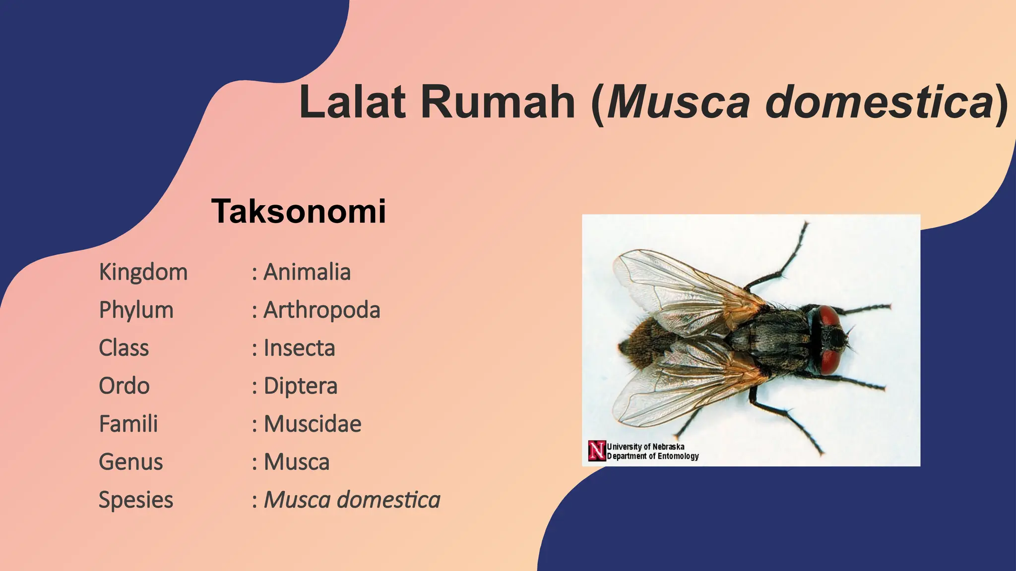Musca domestica (lalat rumah) - Ulfatun.pptx