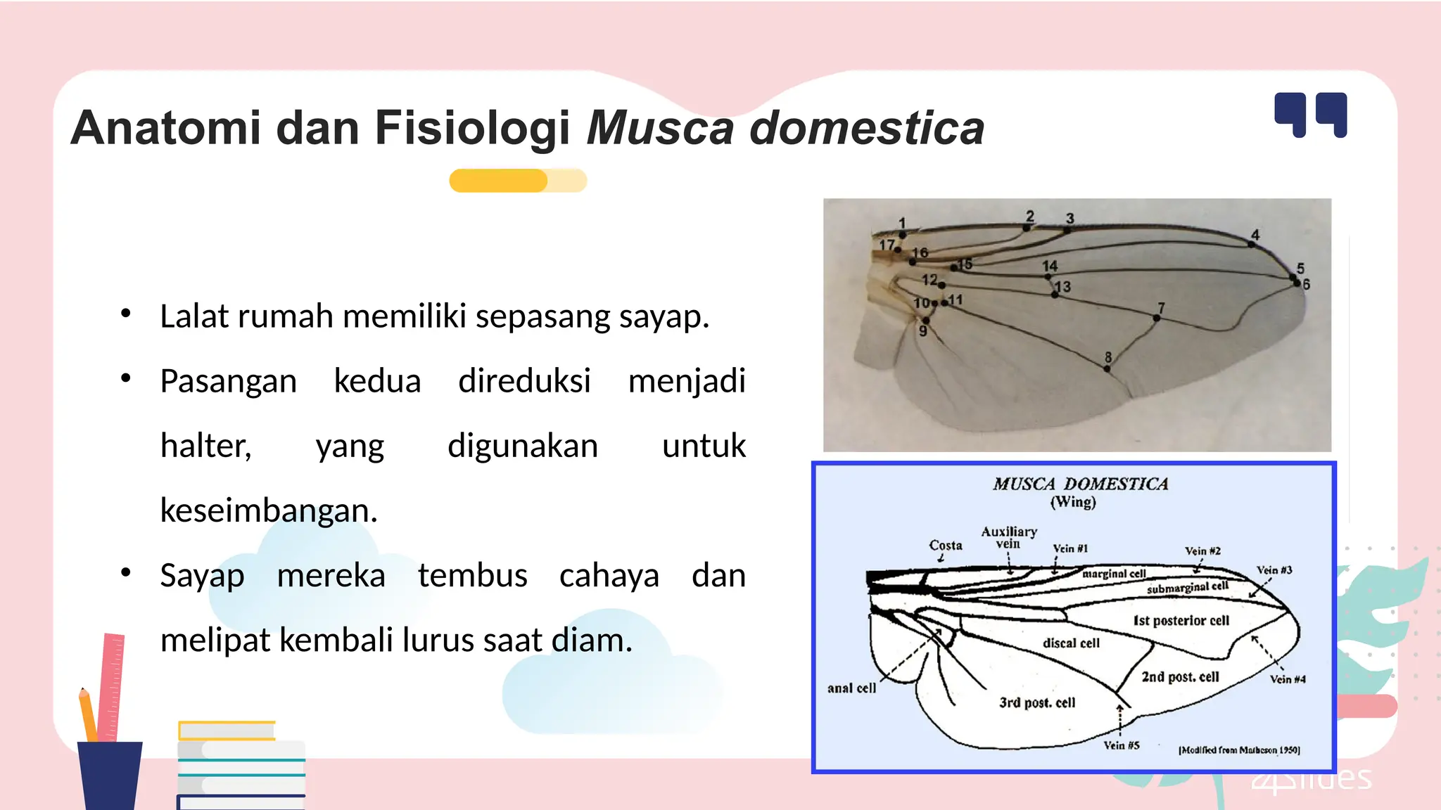 Musca domestica (lalat rumah) - Ulfatun.pptx