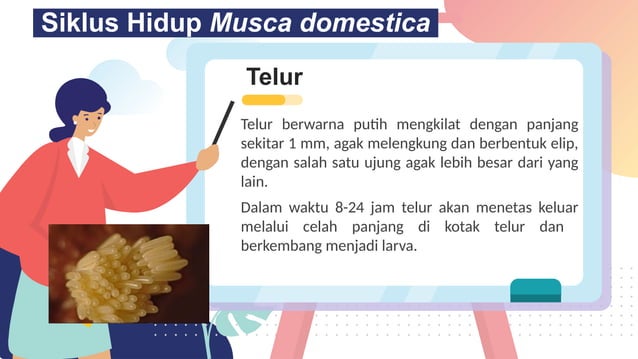 Musca domestica (lalat rumah) - Ulfatun.pptx