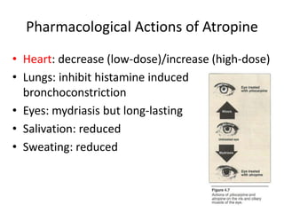 Muscarinic agonists and antagonists | PPTX