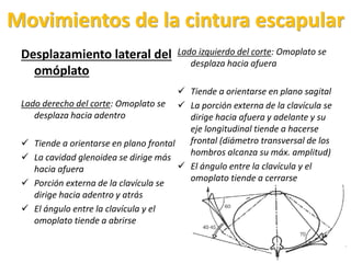 Musculo del esqueleto axil a escapula | PDF