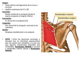 Musculo del esqueleto axil a escapula | PDF