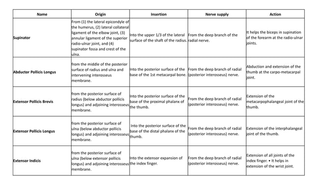 muscels of the upper Limb edited(1).pptx
