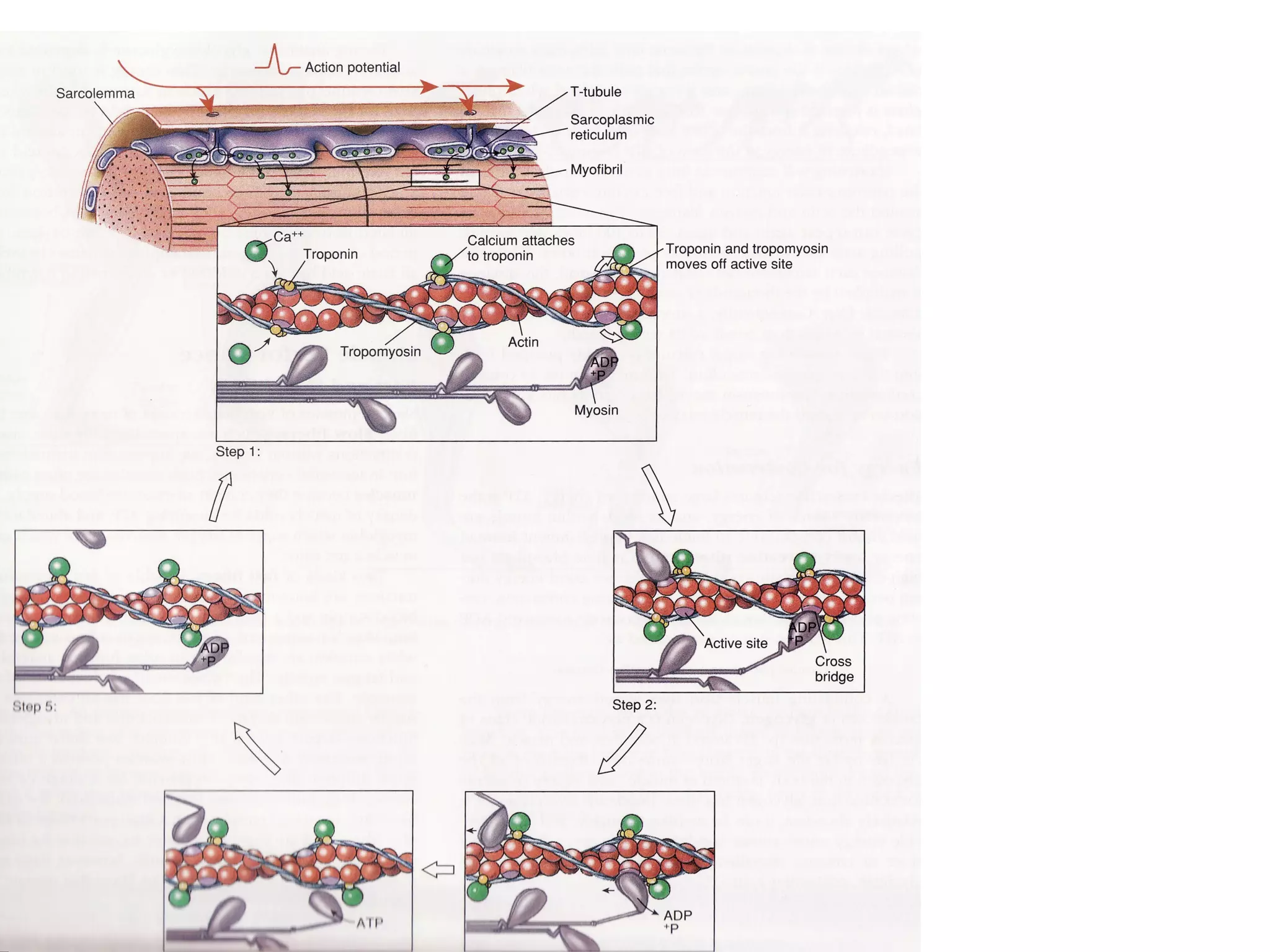 Sistemul muscular | PPT