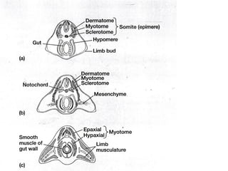 Sistemul muscular | PPT
