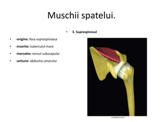 Muschii. | PPTX