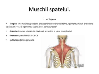 Muschii. | PPTX