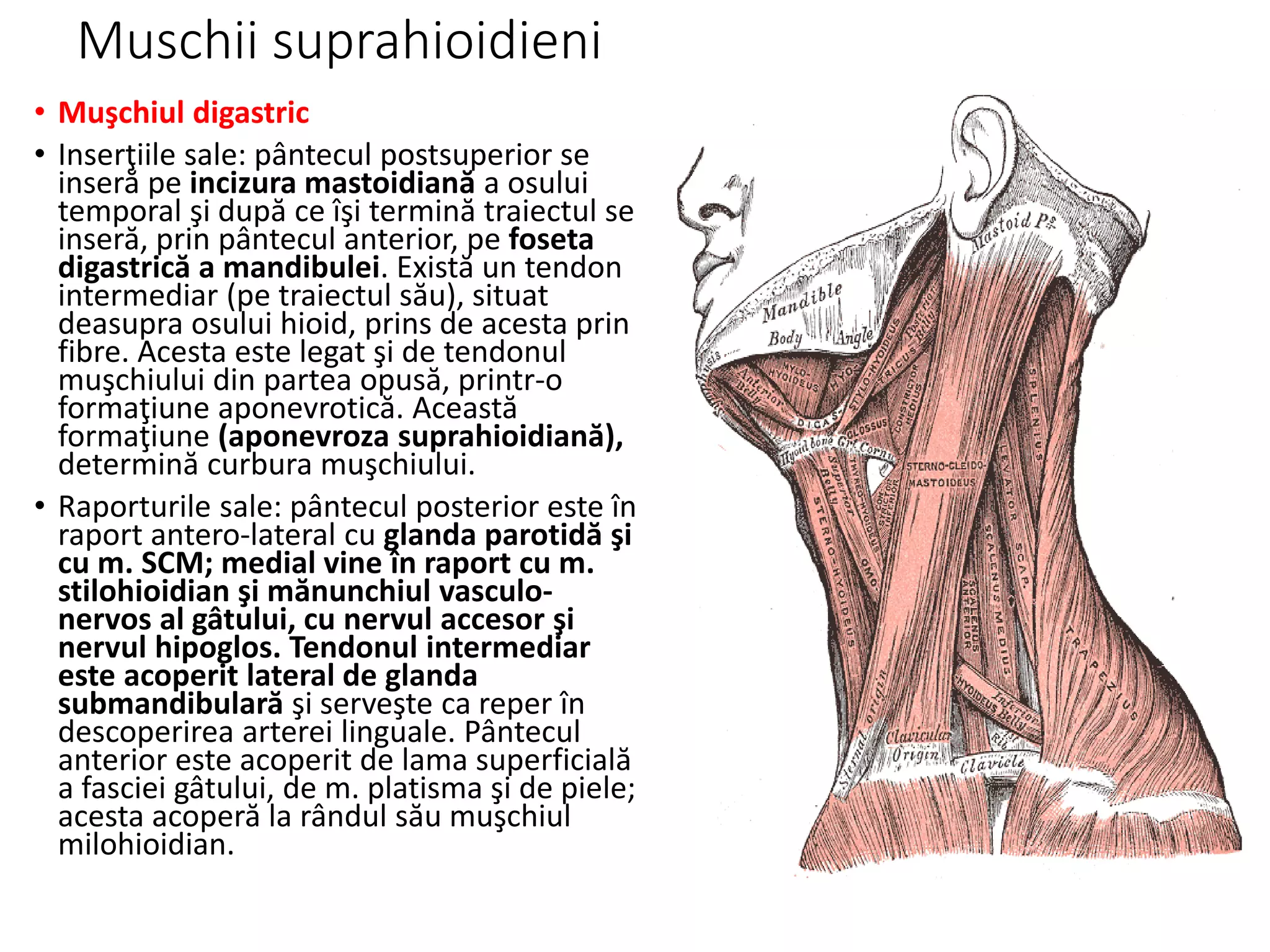 Muschii-Capului-Si-Gatului.pdf