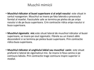 Muschii-Capului-Si-Gatului.pdf