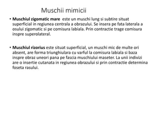 Muschii-Capului-Si-Gatului.pdf