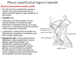 Muschii-Capului-Si-Gatului.pdf