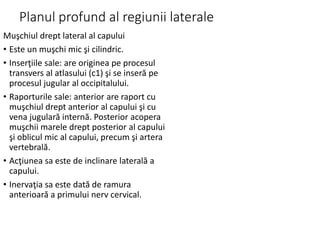 Muschii-Capului-Si-Gatului.pdf