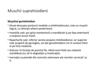 Muschii-Capului-Si-Gatului.pdf