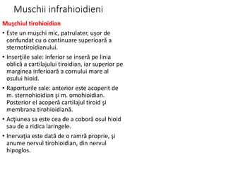 Muschii-Capului-Si-Gatului.pdf