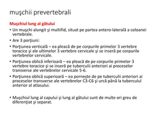 Muschii-Capului-Si-Gatului.pdf