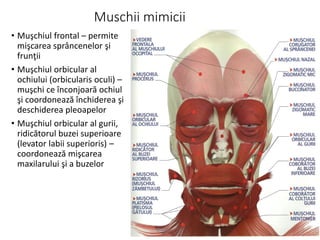 Muschii-Capului-Si-Gatului.pdf