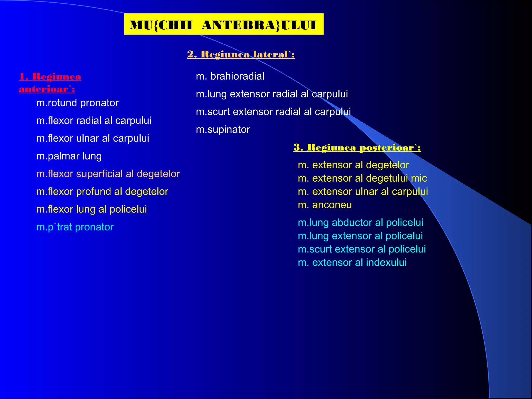 Muschii antebratului | PPT