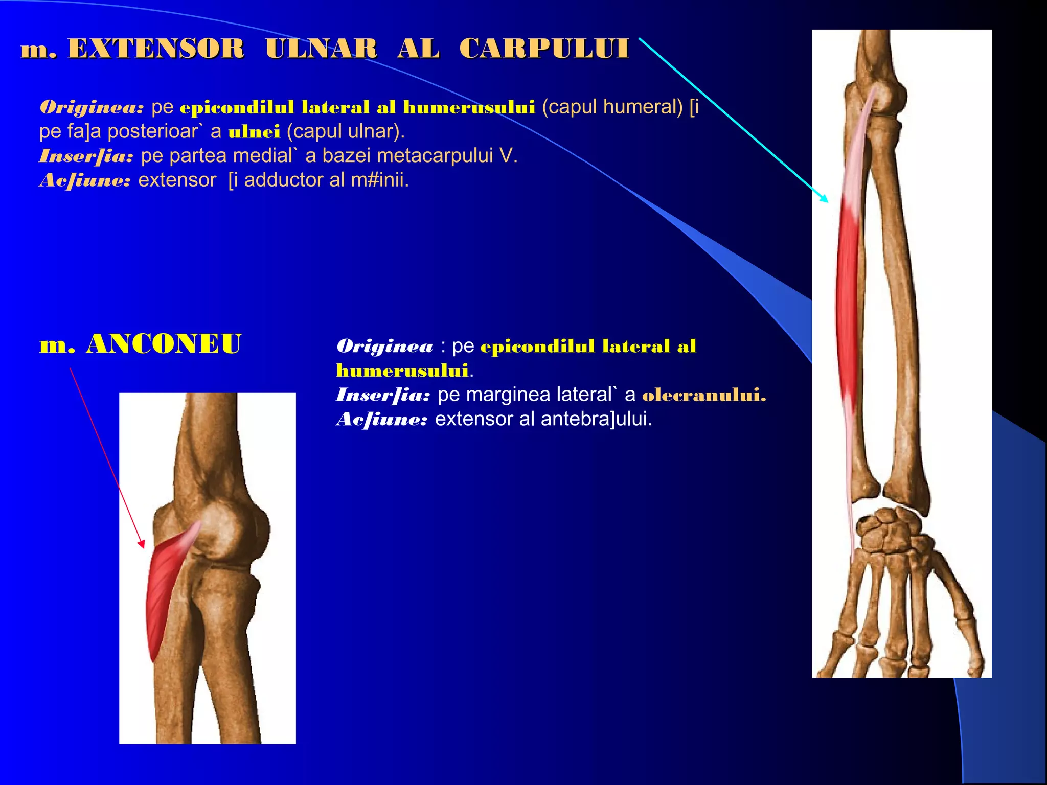 Muschii antebratului | PPT