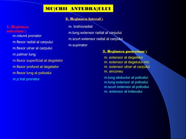 Muschii antebratului | PPT