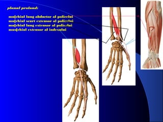 Muschii antebratului | PPT