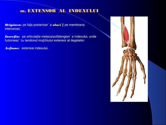 Muschii antebratului | PPT