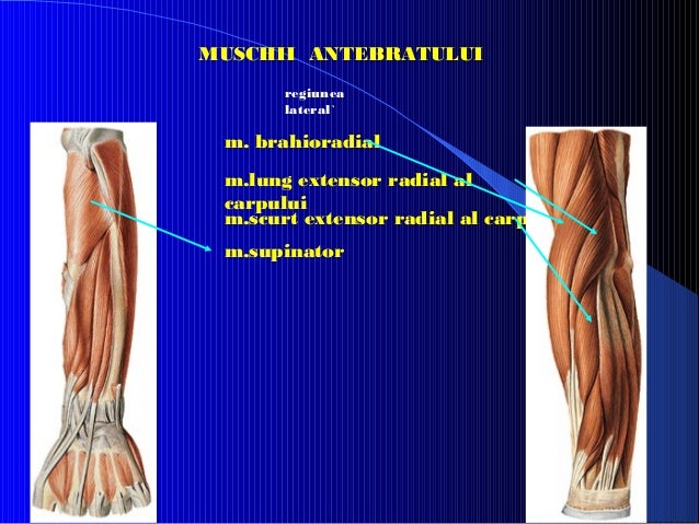 Muschii antebratului