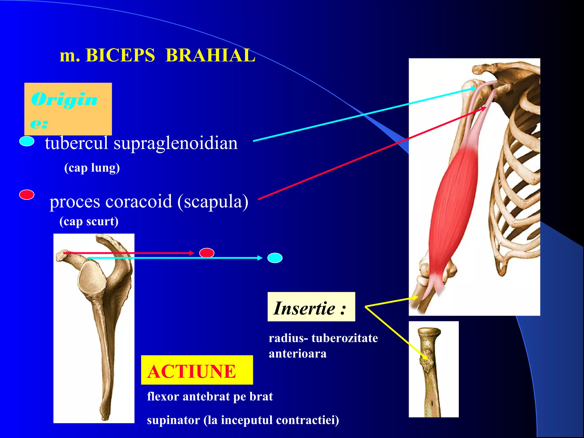 Muschii bratului | PPT