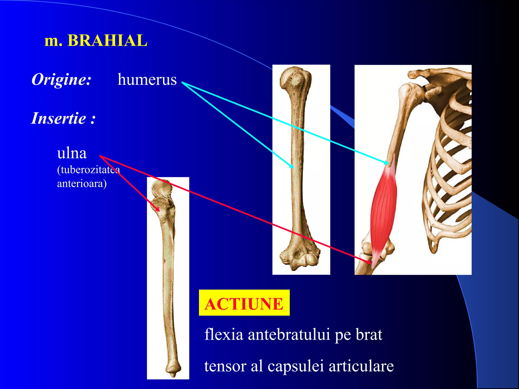 Muschii bratului | PPT