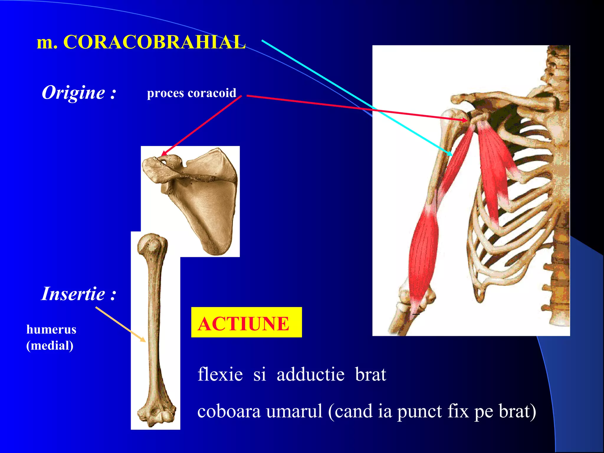 Muschii bratului | PPT