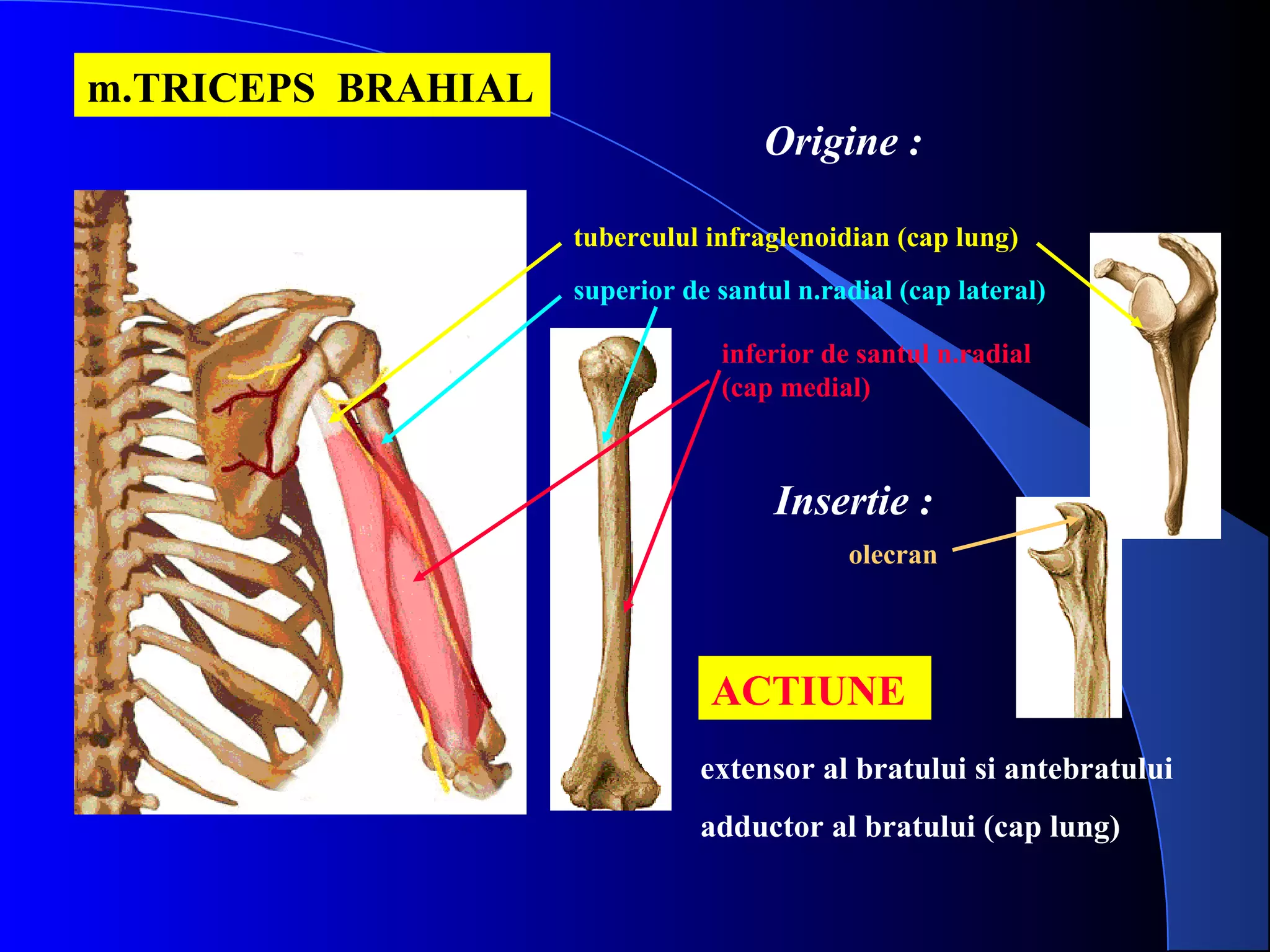 Muschii bratului | PPT