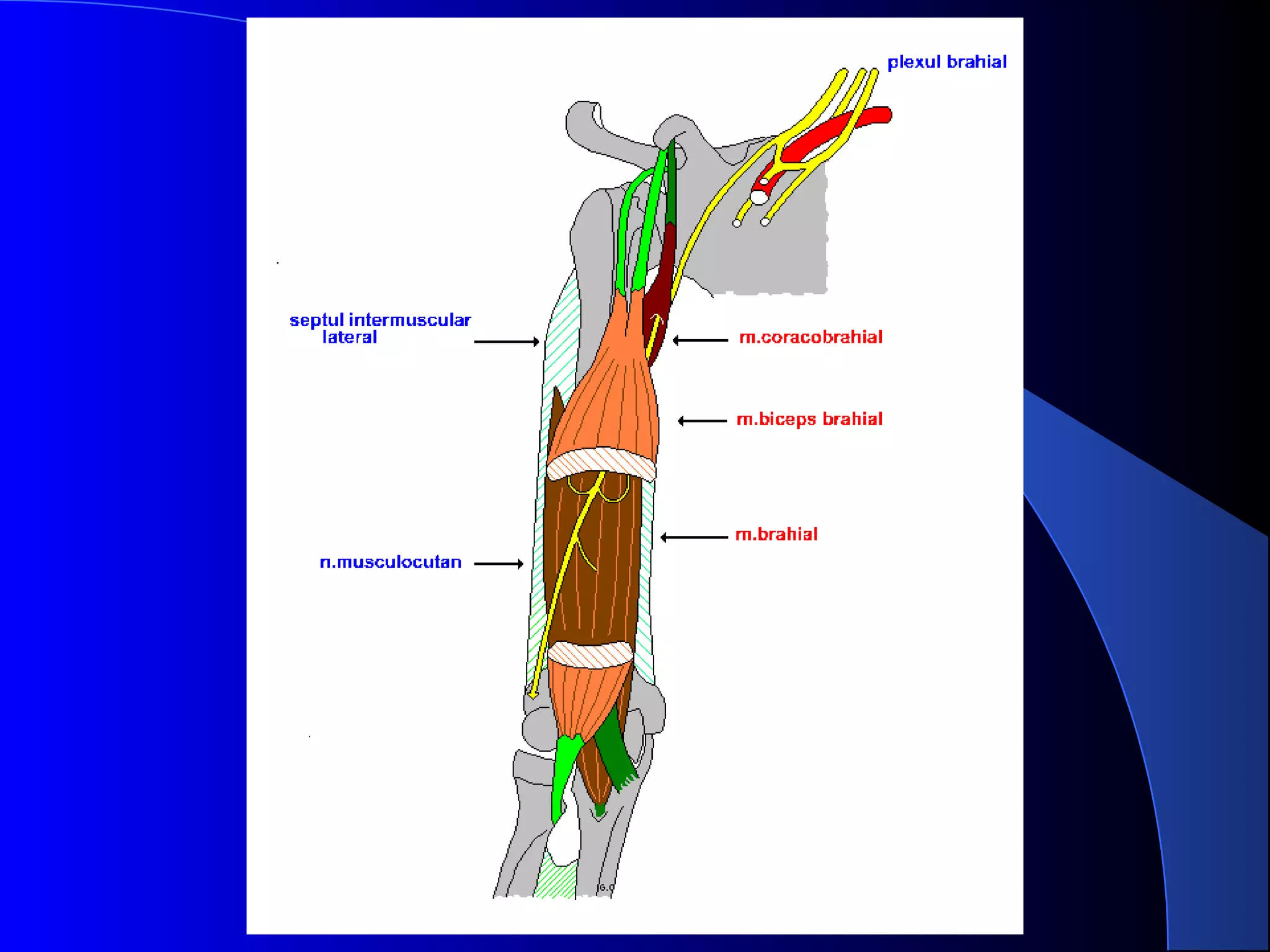 Muschii bratului | PPT