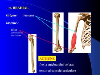 Muschii bratului | PPT