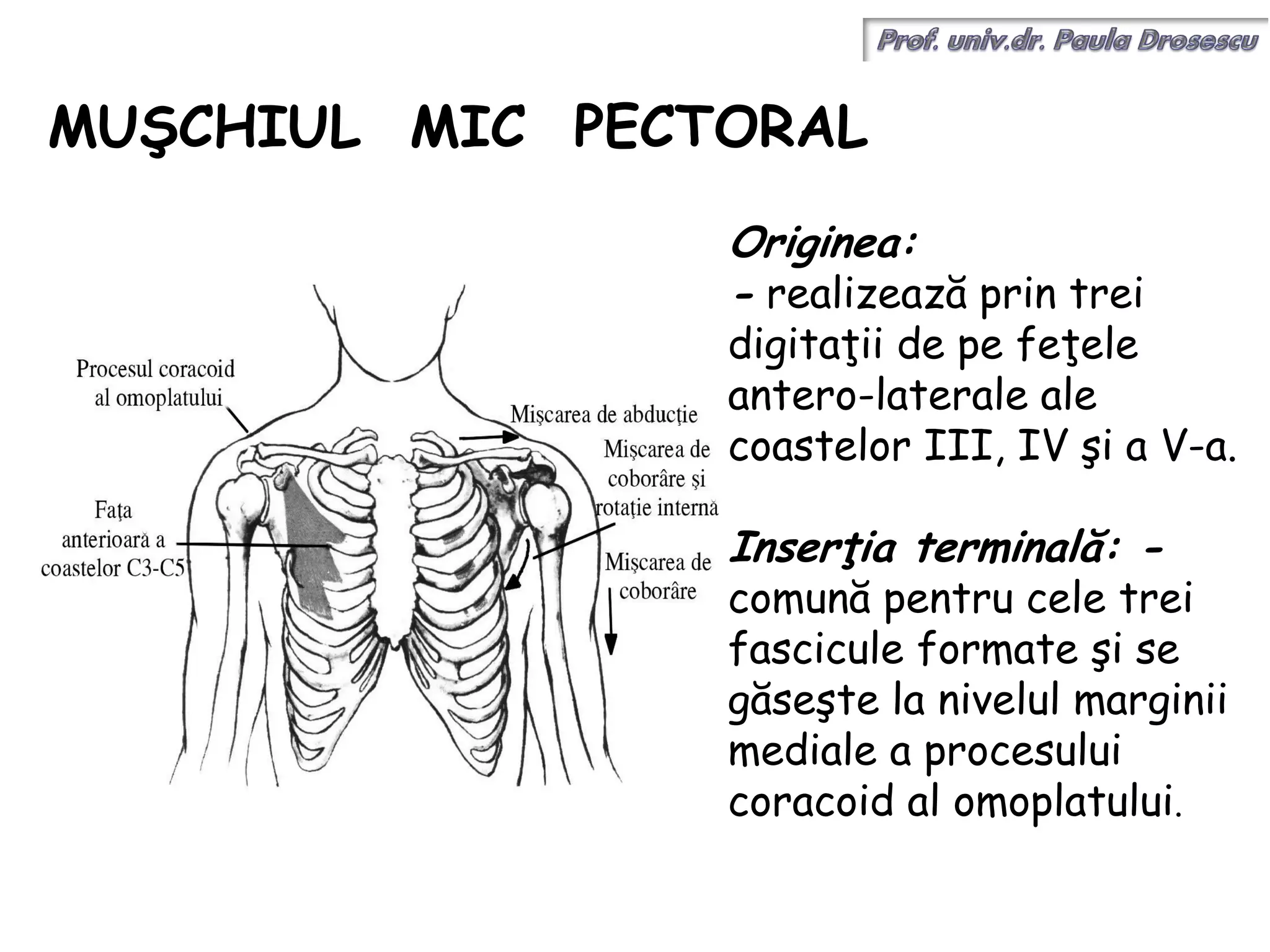 Muschii gatului | PDF