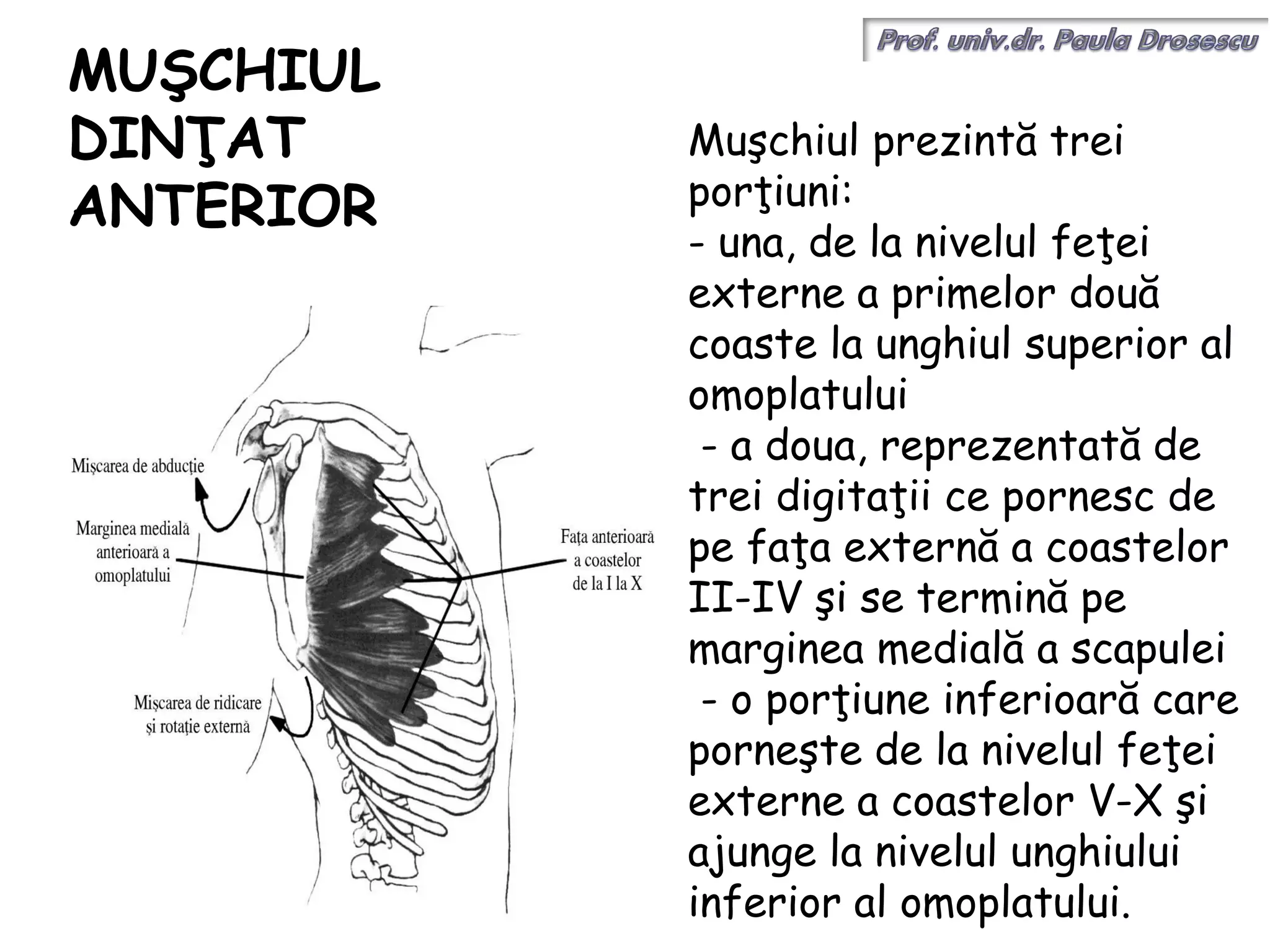 Muschii gatului | PDF