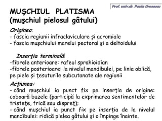 Muschii gatului | PDF