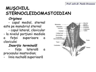 Muschii gatului | PDF