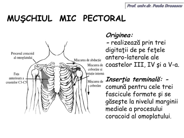Muschii gatului | PDF