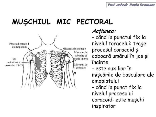 Muschii gatului | PDF
