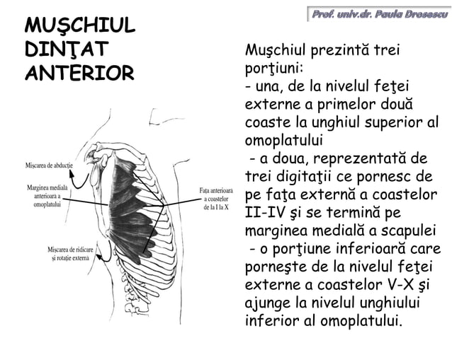 Muschii gatului | PDF
