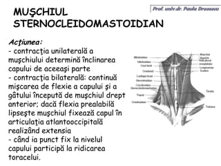 Muschii gatului | PDF