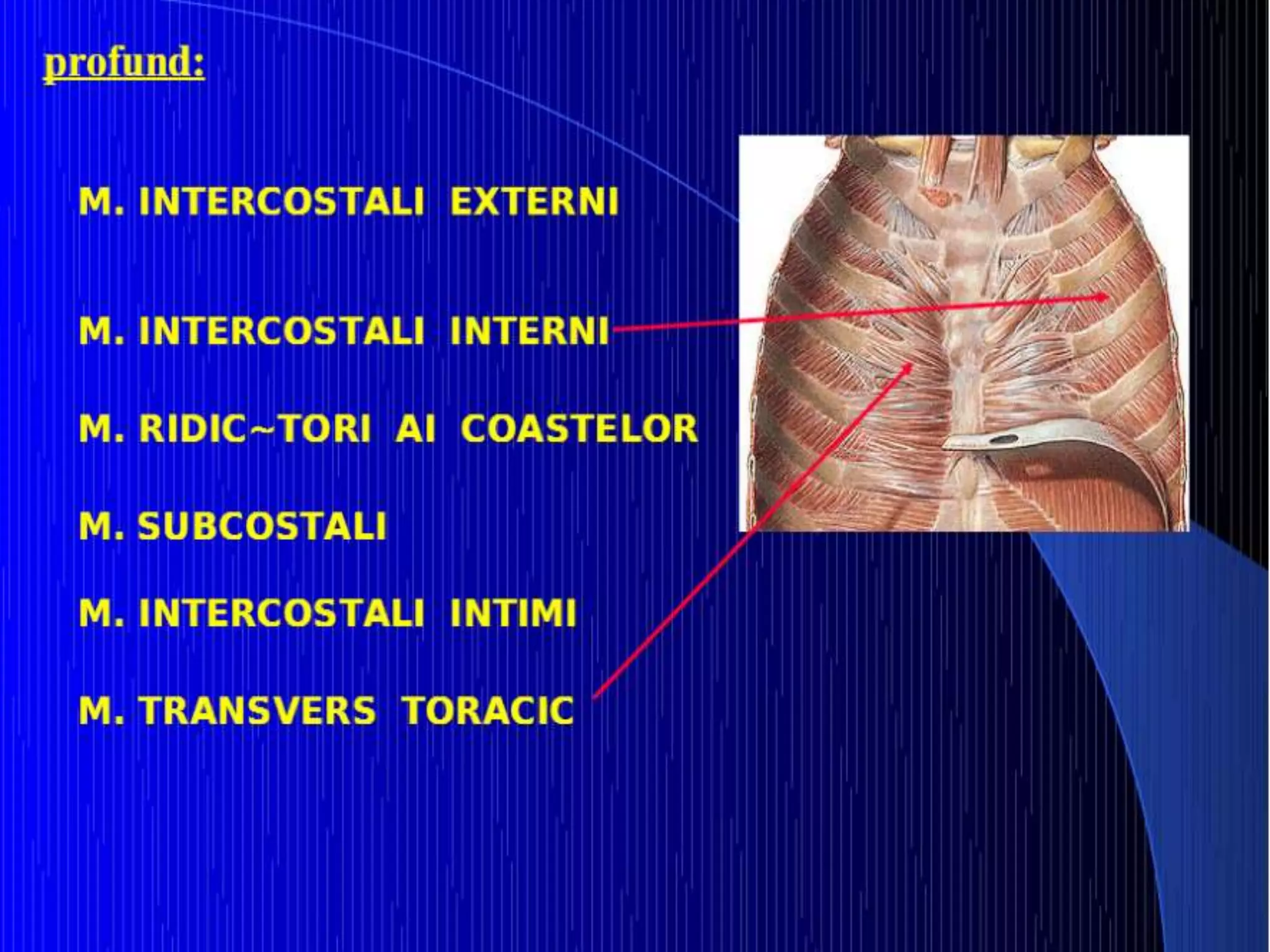 Muschii toracelui si abdomenului | PPTX
