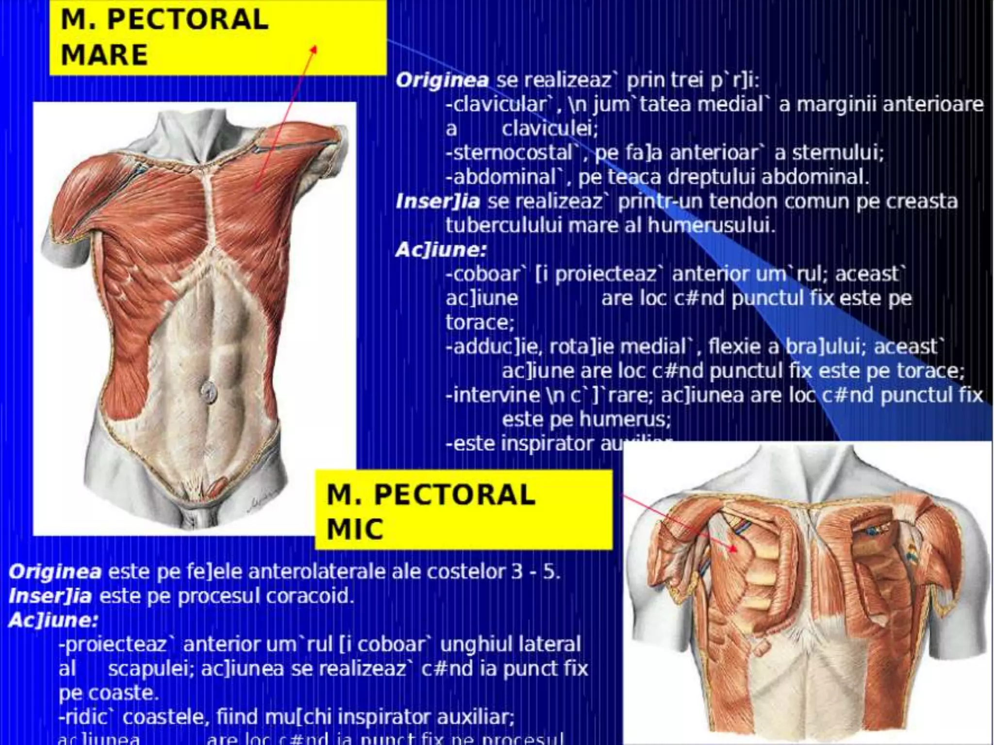 Muschii toracelui si abdomenului | PPTX